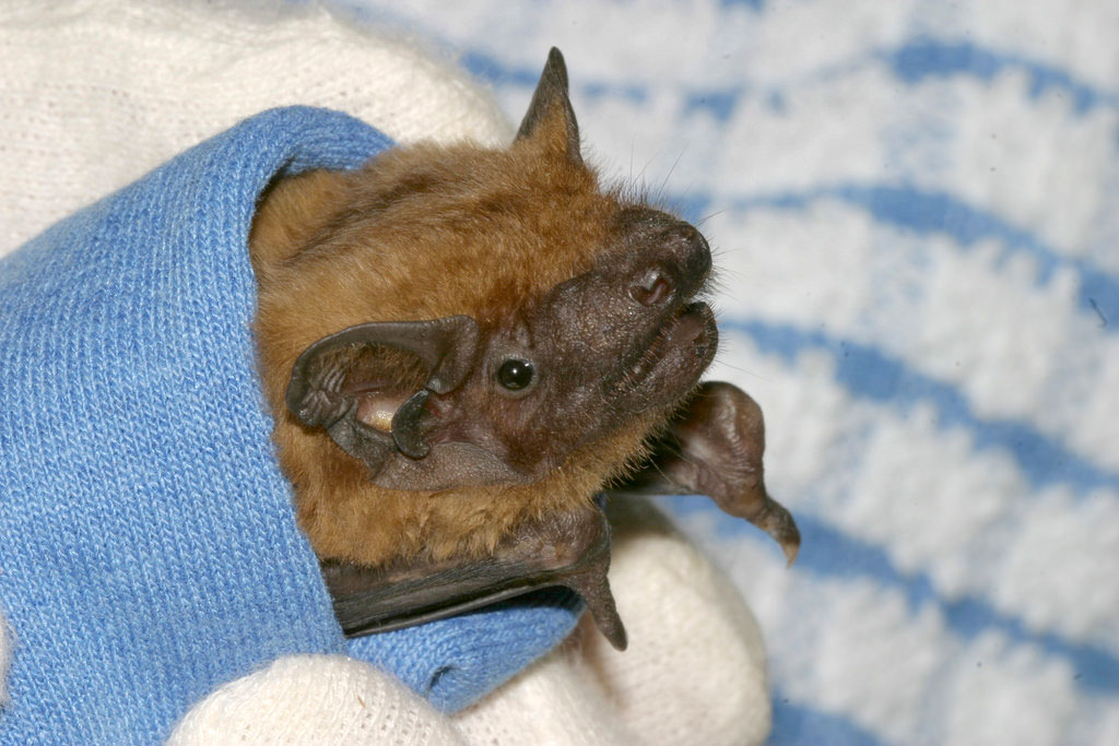 Bats - East Sussex WRAS