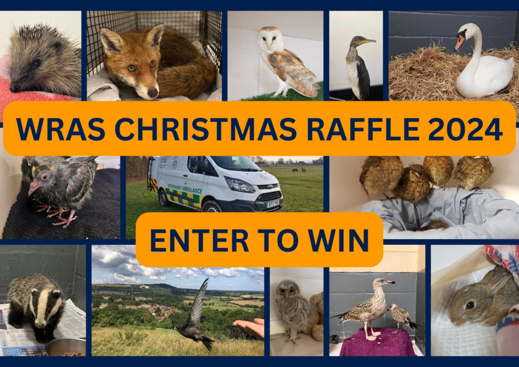 WRAS Christmas Raffle 2024 - East Sussex WRAS