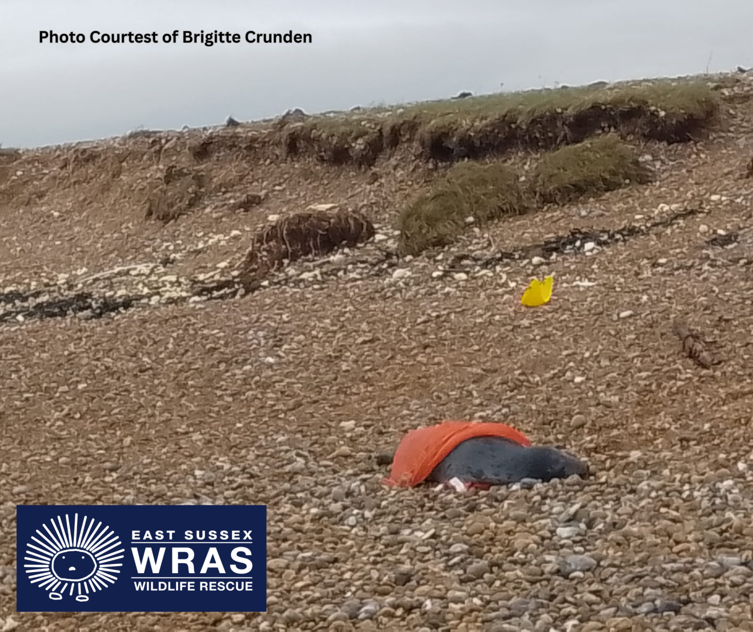 Seal Found Dead Entangled in Debris from Shipping Container at Pevensey ...